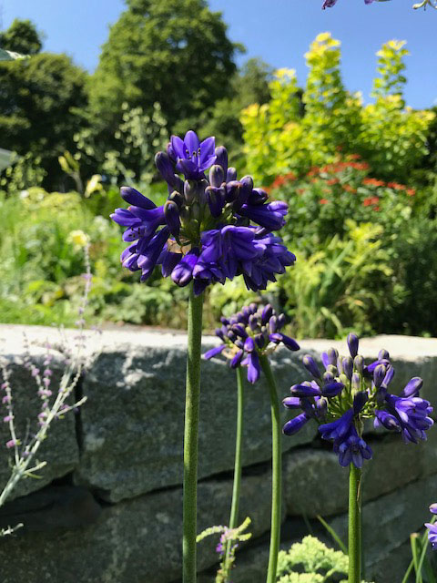 Portfolio of Work | Forest to Flora