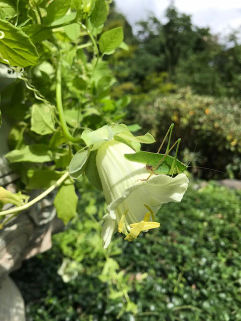 Portfolio of Work | Forest to Flora