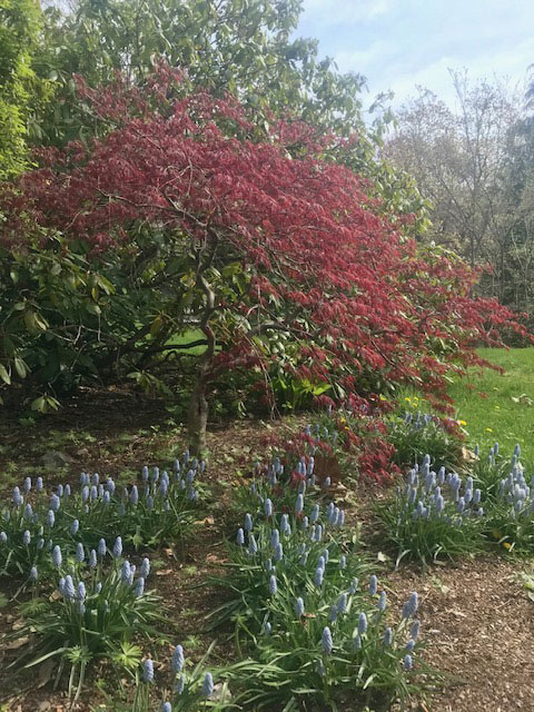 Portfolio of Work | Forest to Flora