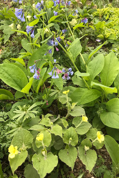 Portfolio of Work | Forest to Flora