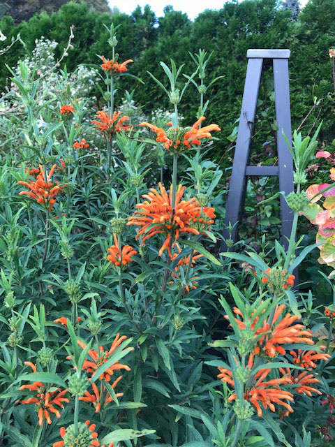 Portfolio of Work | Forest to Flora