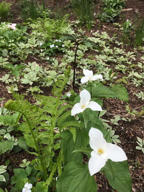 Portfolio of Work | Forest to Flora