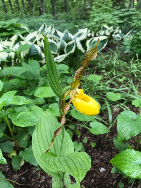 Portfolio of Work | Forest to Flora