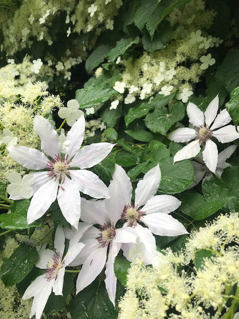 Portfolio of Work | Forest to Flora