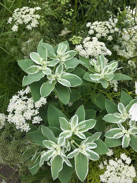 Portfolio of Work | Forest to Flora